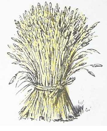 food in the Regency era | Jane Austen's World