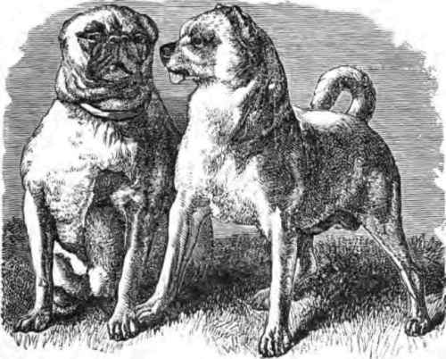 Pugalicious: The Pug in Mansfield Park and the 19th Century | Jane ...