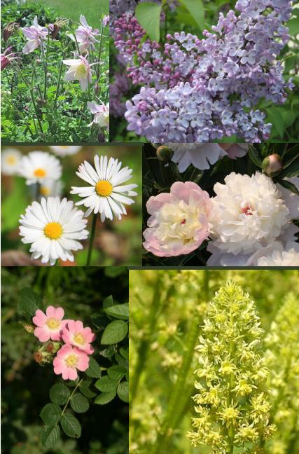 Regency flowers | Jane Austen's World