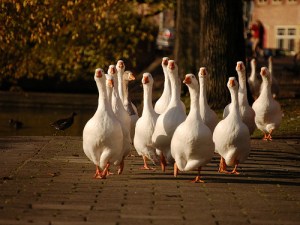 The Noble Goose and its Many Uses by Man Over the Centuries | Jane ...