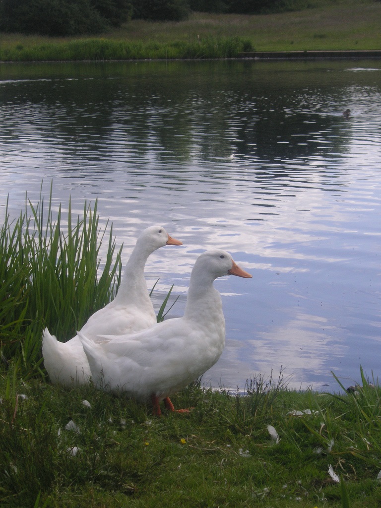 Jane Austen and Duck Eggs | Jane Austen's World