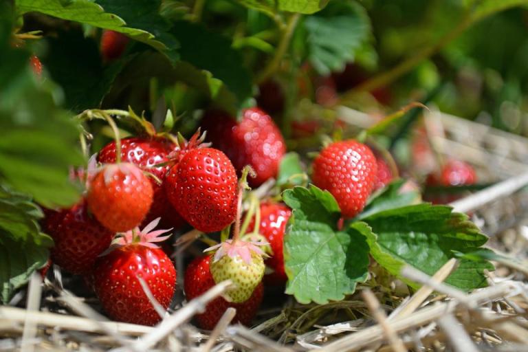 Steventon Rectory Garden: Imagining the Landscape of Jane Austen’s ...