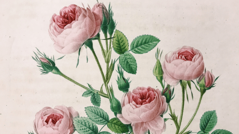 Regency gardens | Jane Austen's World